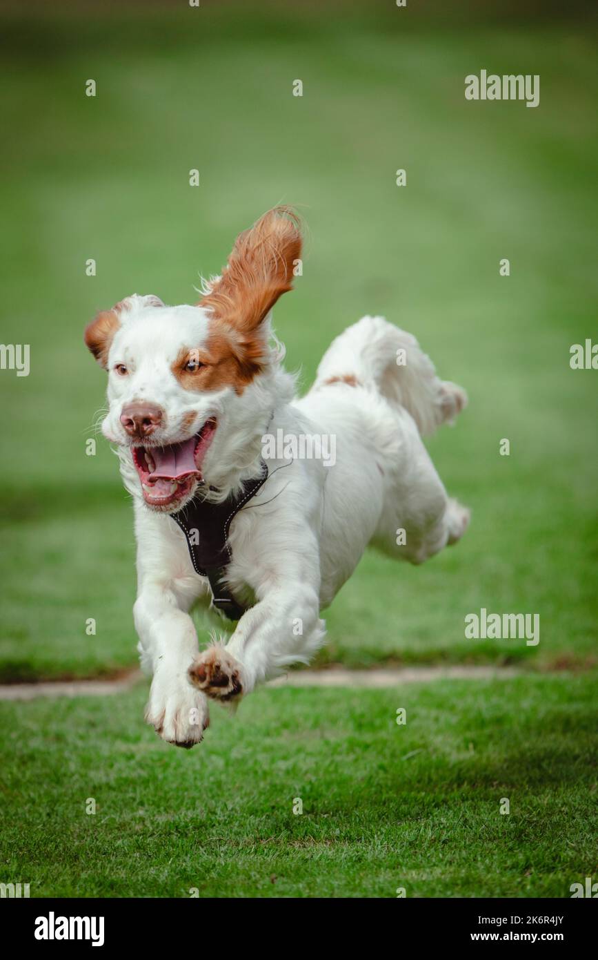 Springer Spaniels love to have fun, and this collection of images ...