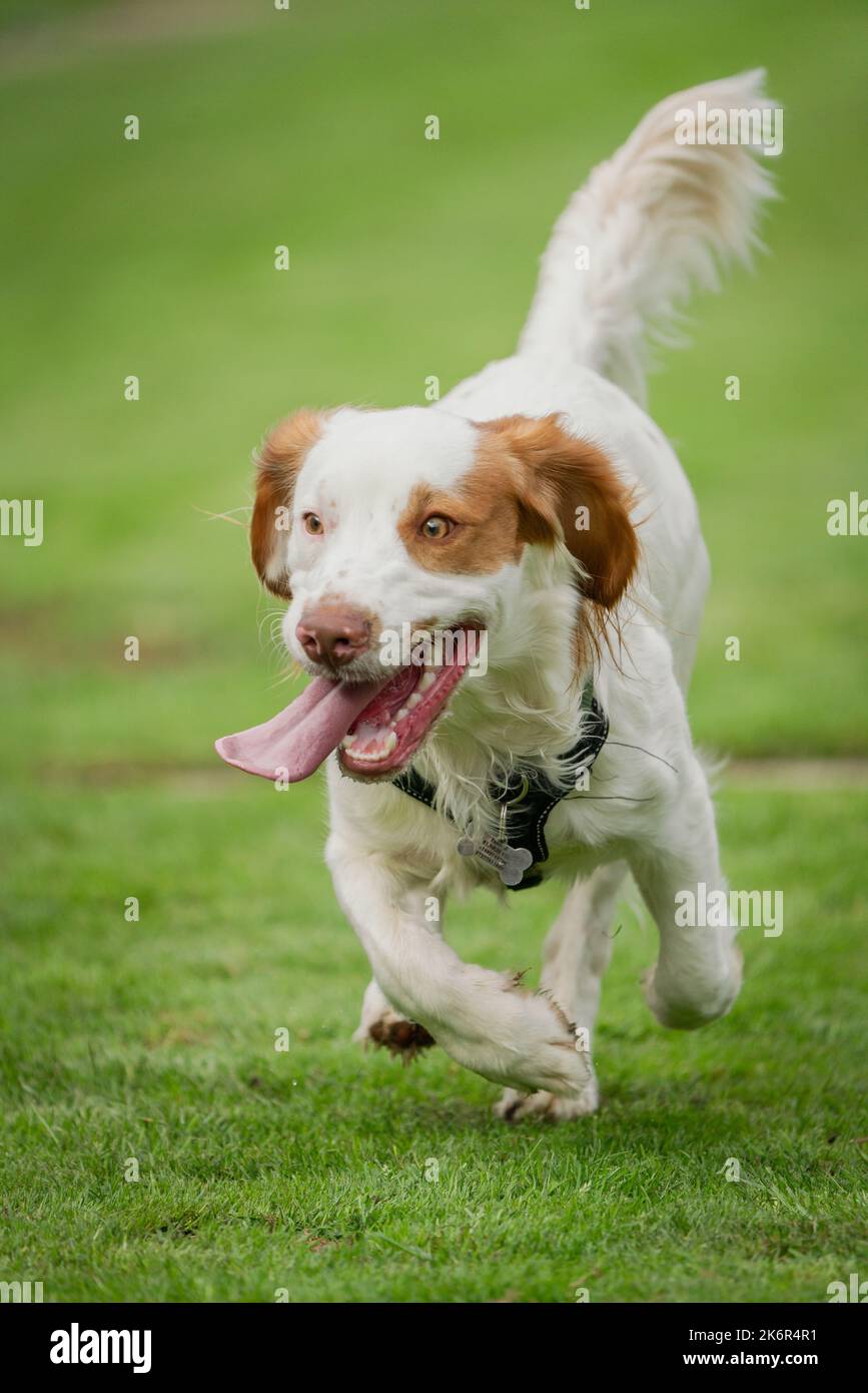 Springer Spaniels love to have fun, and this collection of images ...
