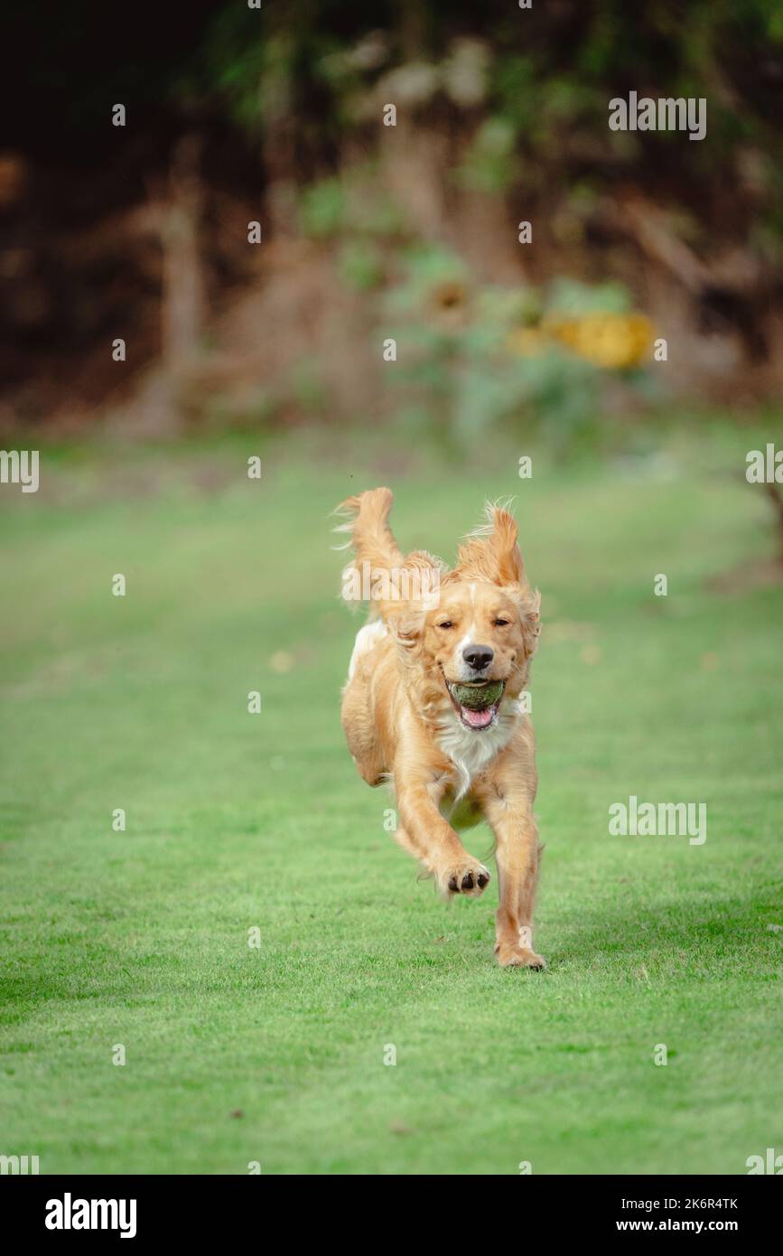 Springer Spaniels love to have fun, and this collection of images ...