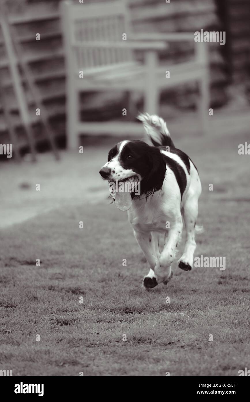 Springer Spaniels love to have fun, and this collection of images ...