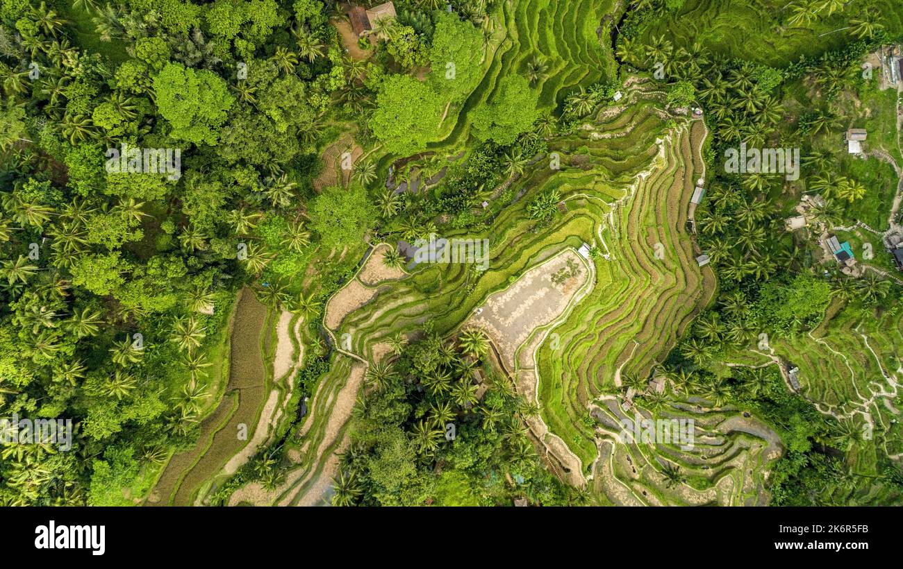 Lush green rice terrace field with palm tree and rain forest tropical ...