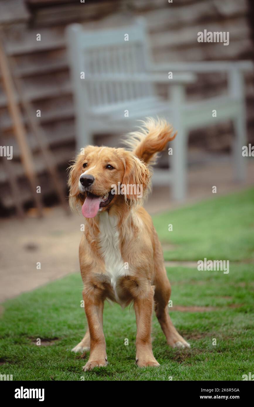 Springer Spaniels love to have fun, and this collection of images ...