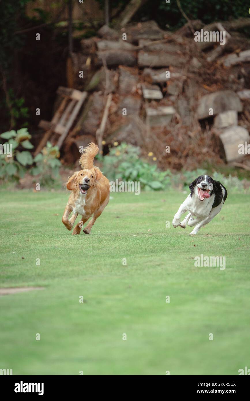 Springer Spaniels love to have fun, and this collection of images ...
