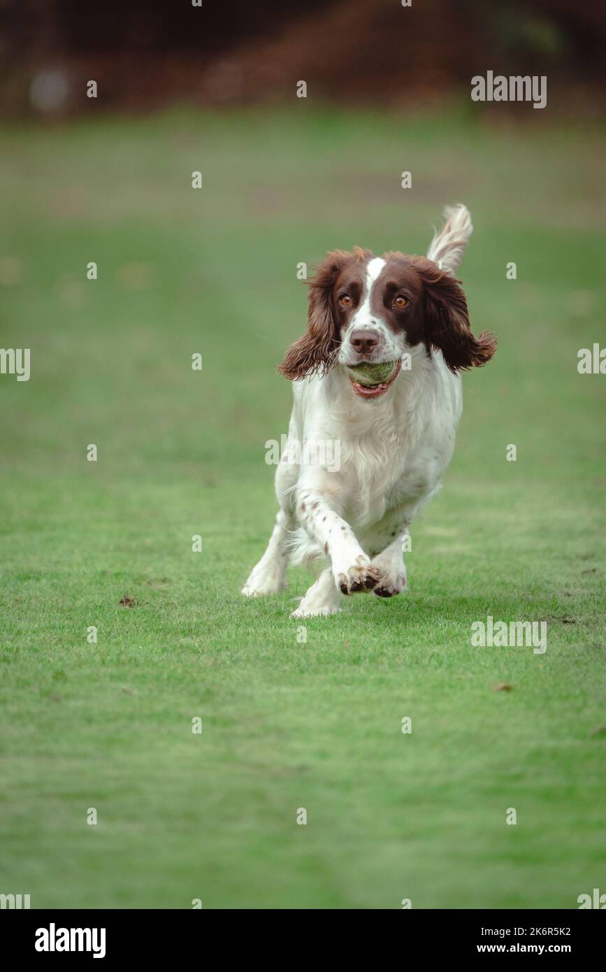Springer Spaniels love to have fun, and this collection of images ...
