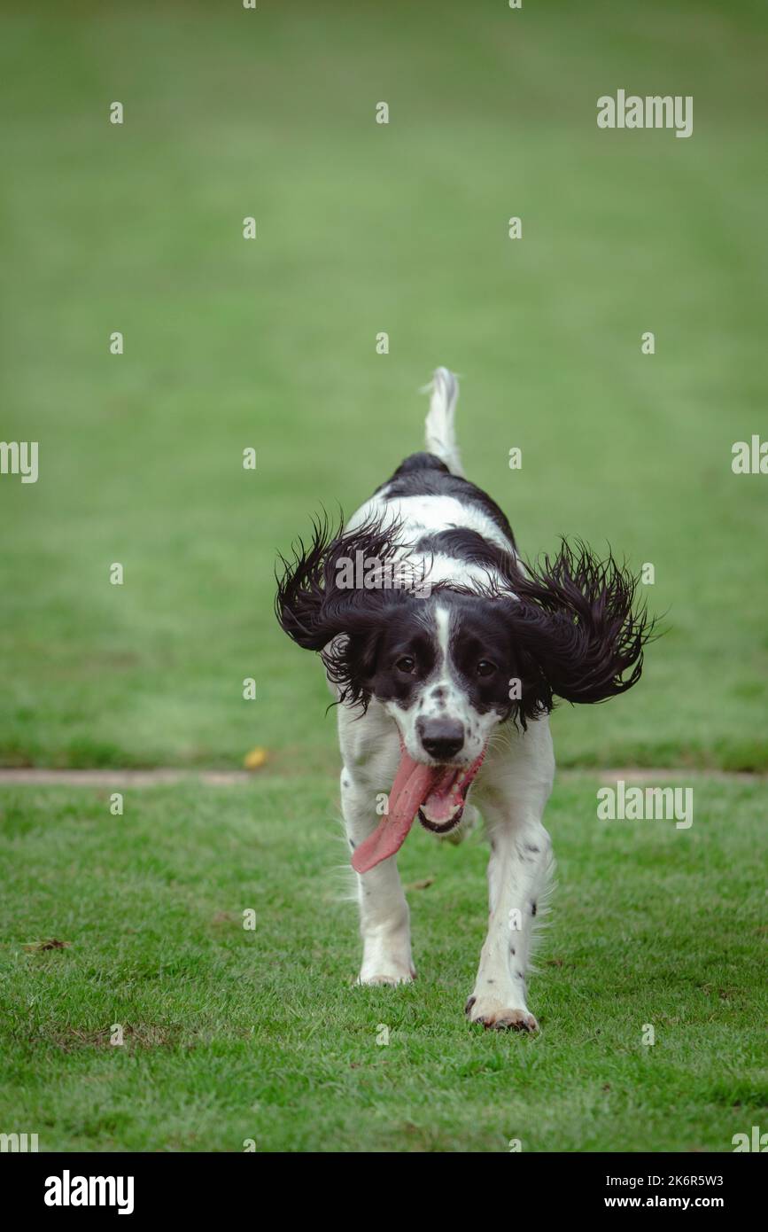 Springer Spaniels love to have fun, and this collection of images ...