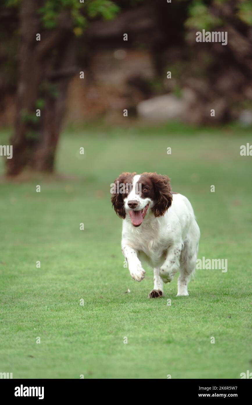 Springer Spaniels love to have fun, and this collection of images ...