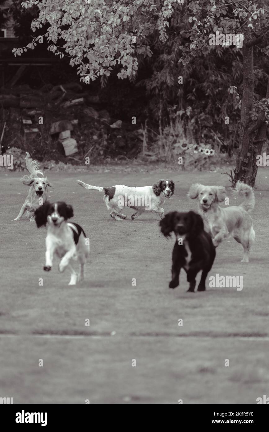 Springer Spaniels love to have fun, and this collection of images ...