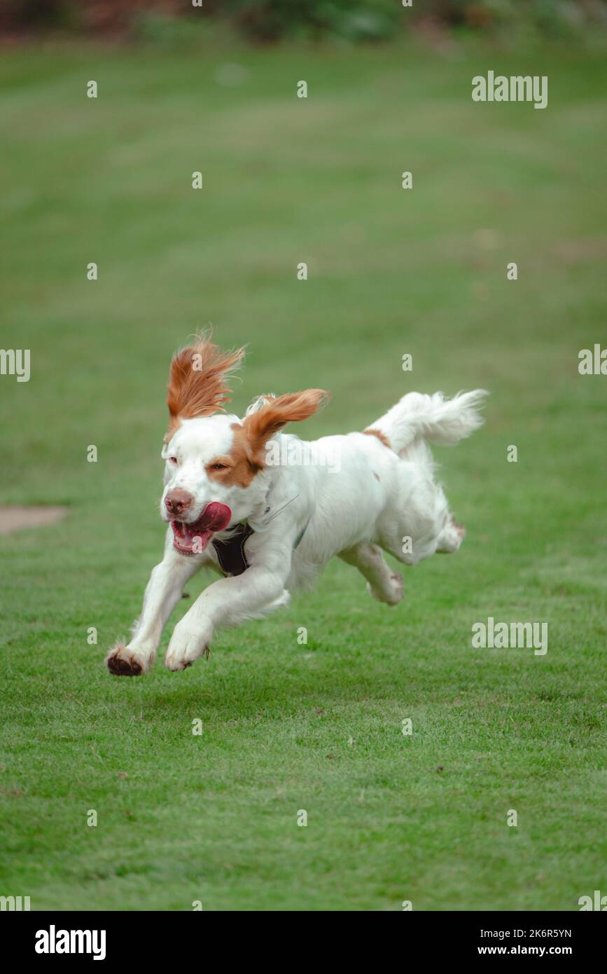Springer Spaniels love to have fun, and this collection of images ...