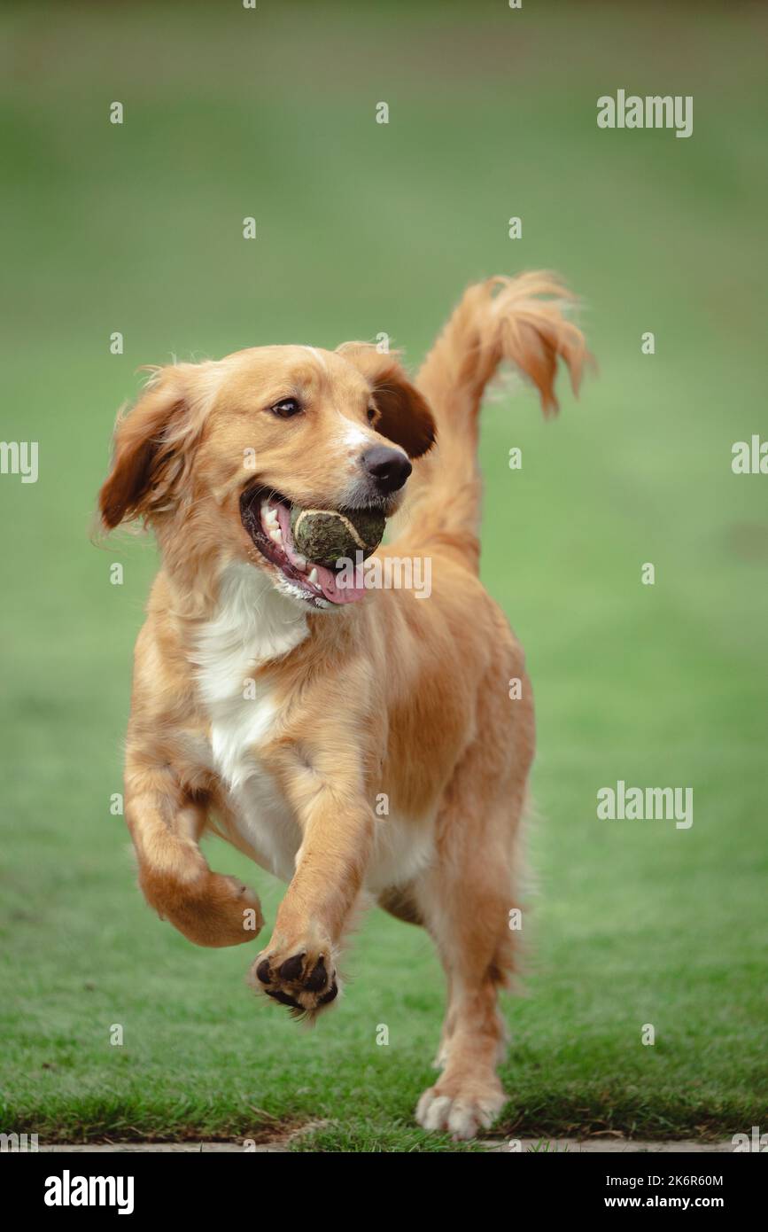 Springer Spaniels love to have fun, and this collection of images ...
