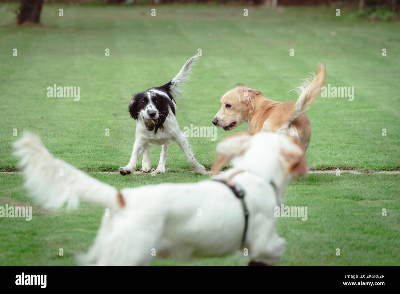 Springer Spaniels love to have fun, and this collection of images ...