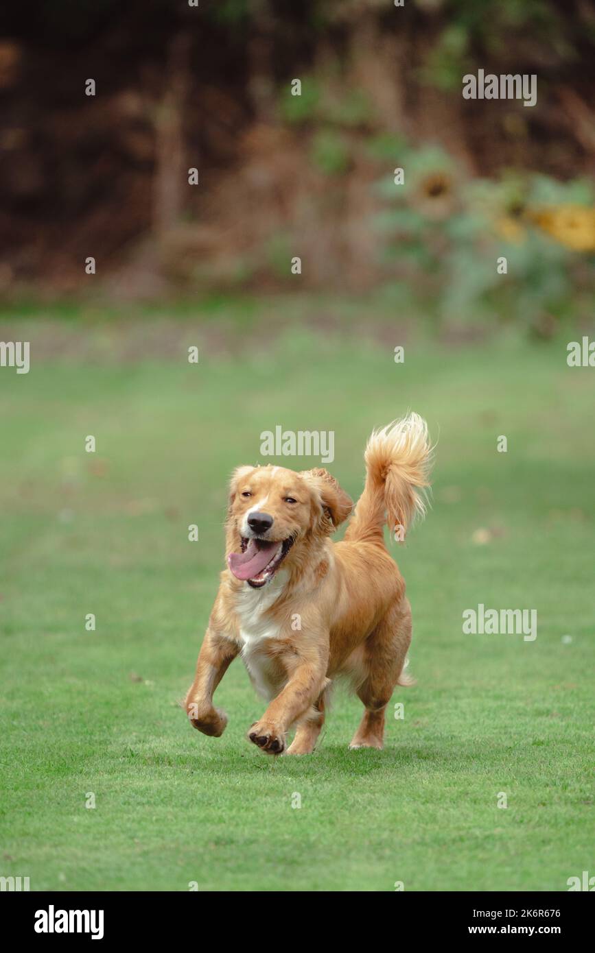 Springer Spaniels love to have fun, and this collection of images ...
