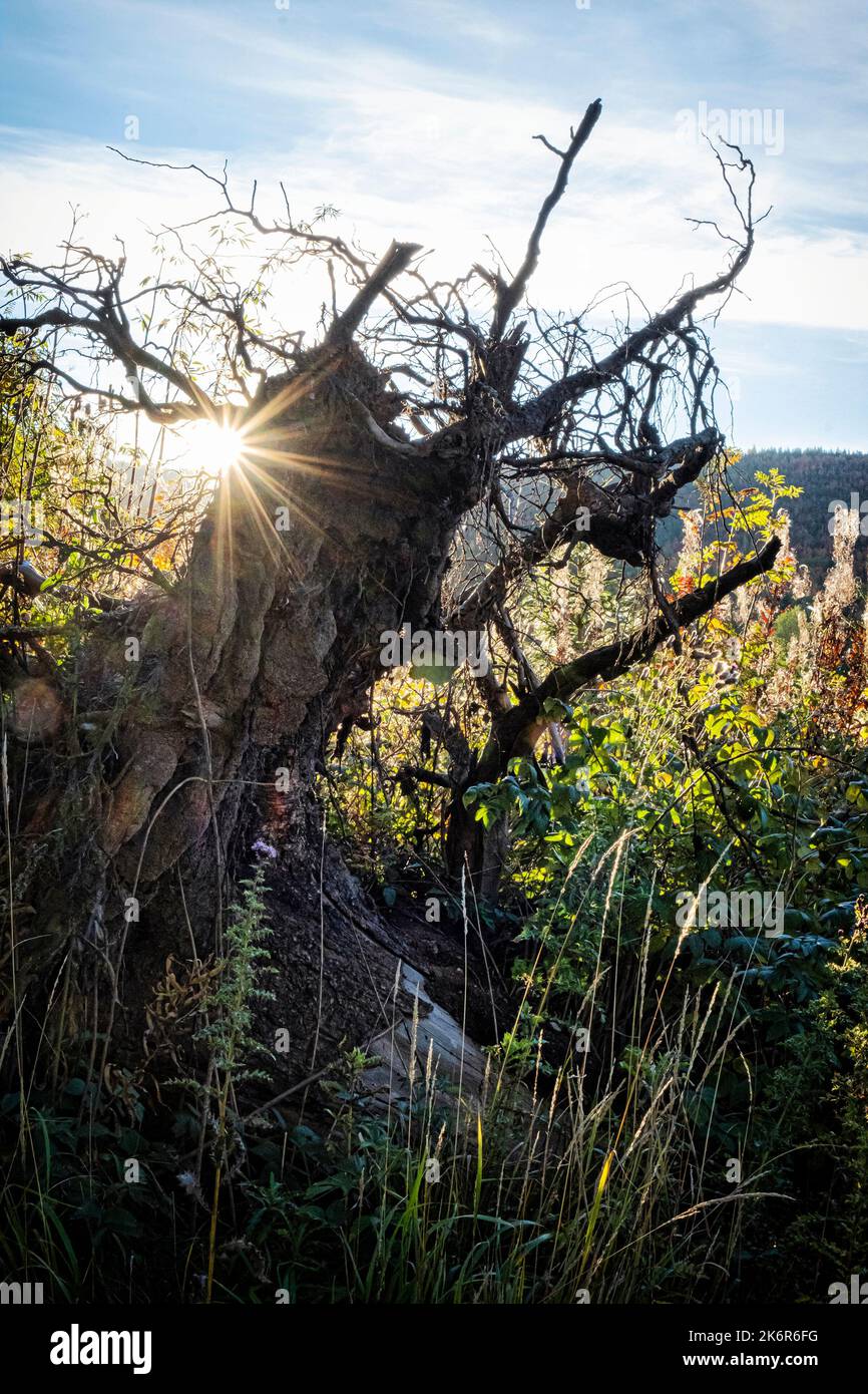 Dead tree with sun rays, High Tatras mountain, Slovak republic. Hiking ...