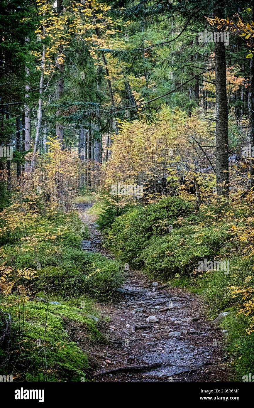 Footpath in coniferous forest, Dill valley, High Tatras mountain ...