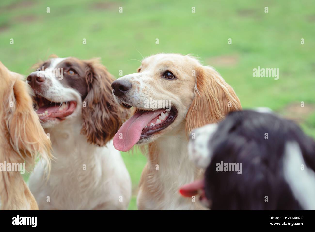 Springer Spaniels love to have fun, and this collection of images ...