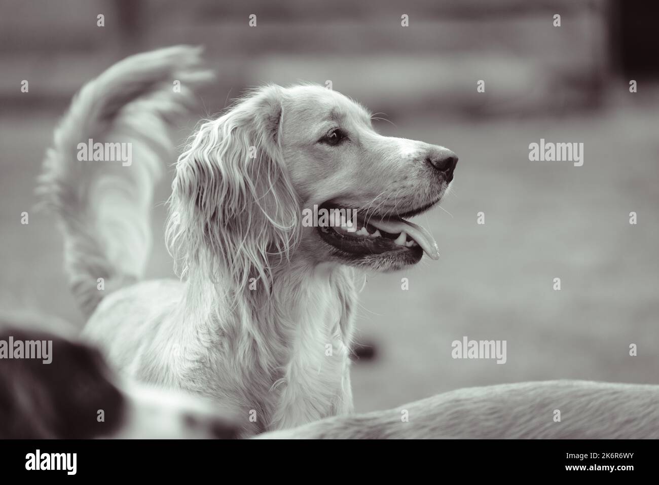 Springer Spaniels love to have fun, and this collection of images ...