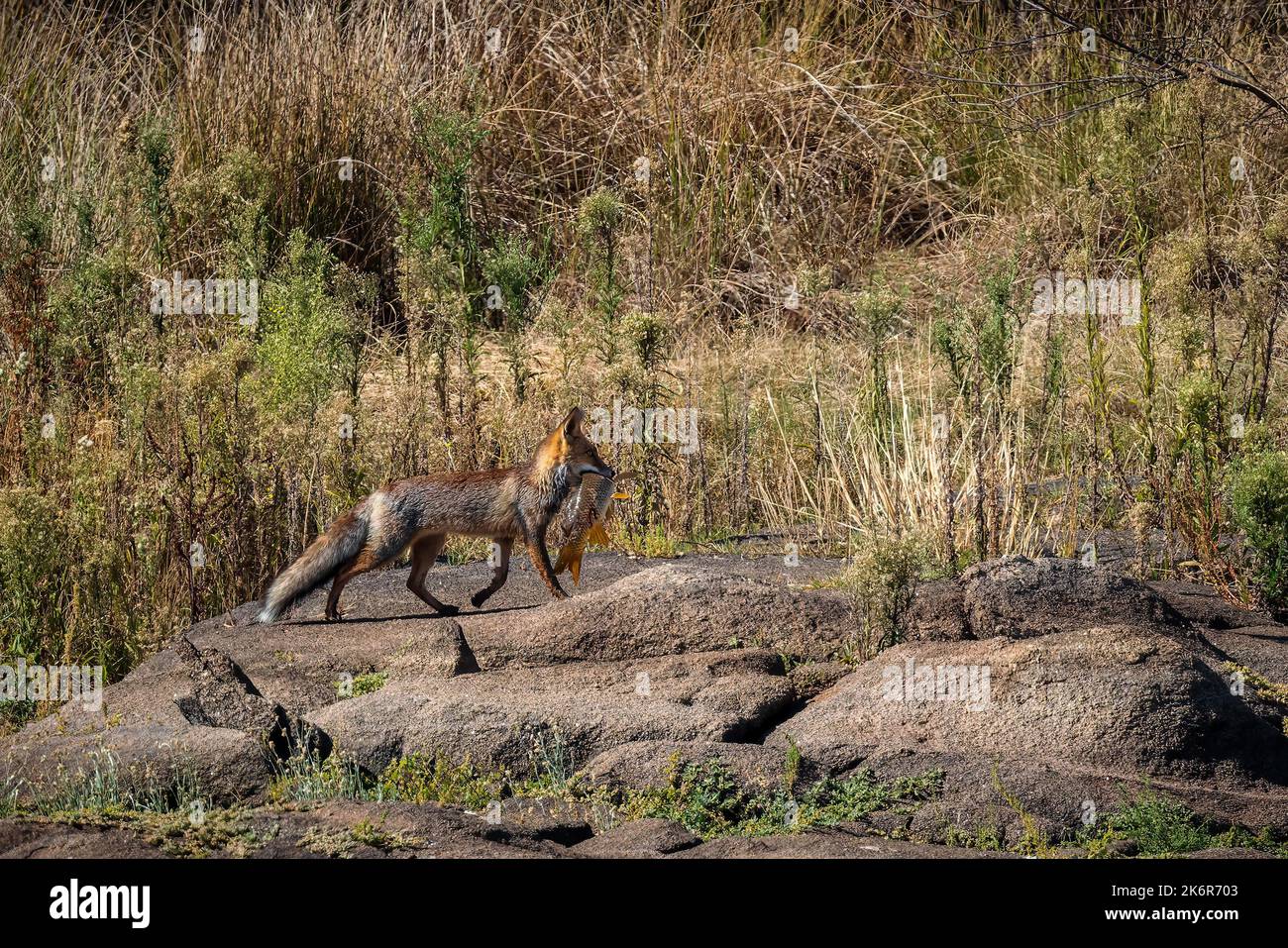 Fox fish hi-res stock photography and images - Alamy