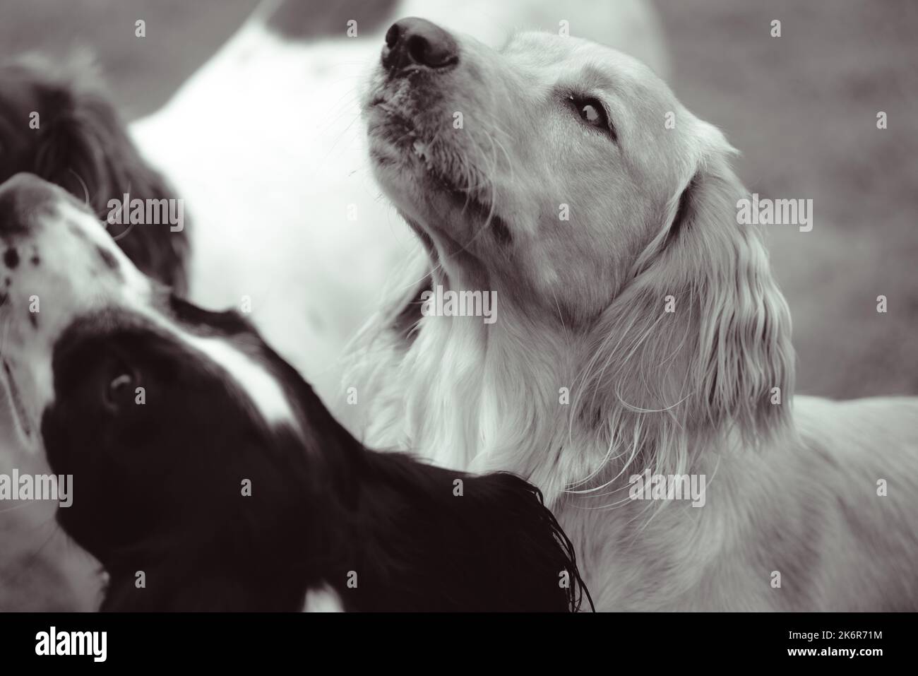 Springer Spaniels love to have fun, and this collection of images ...