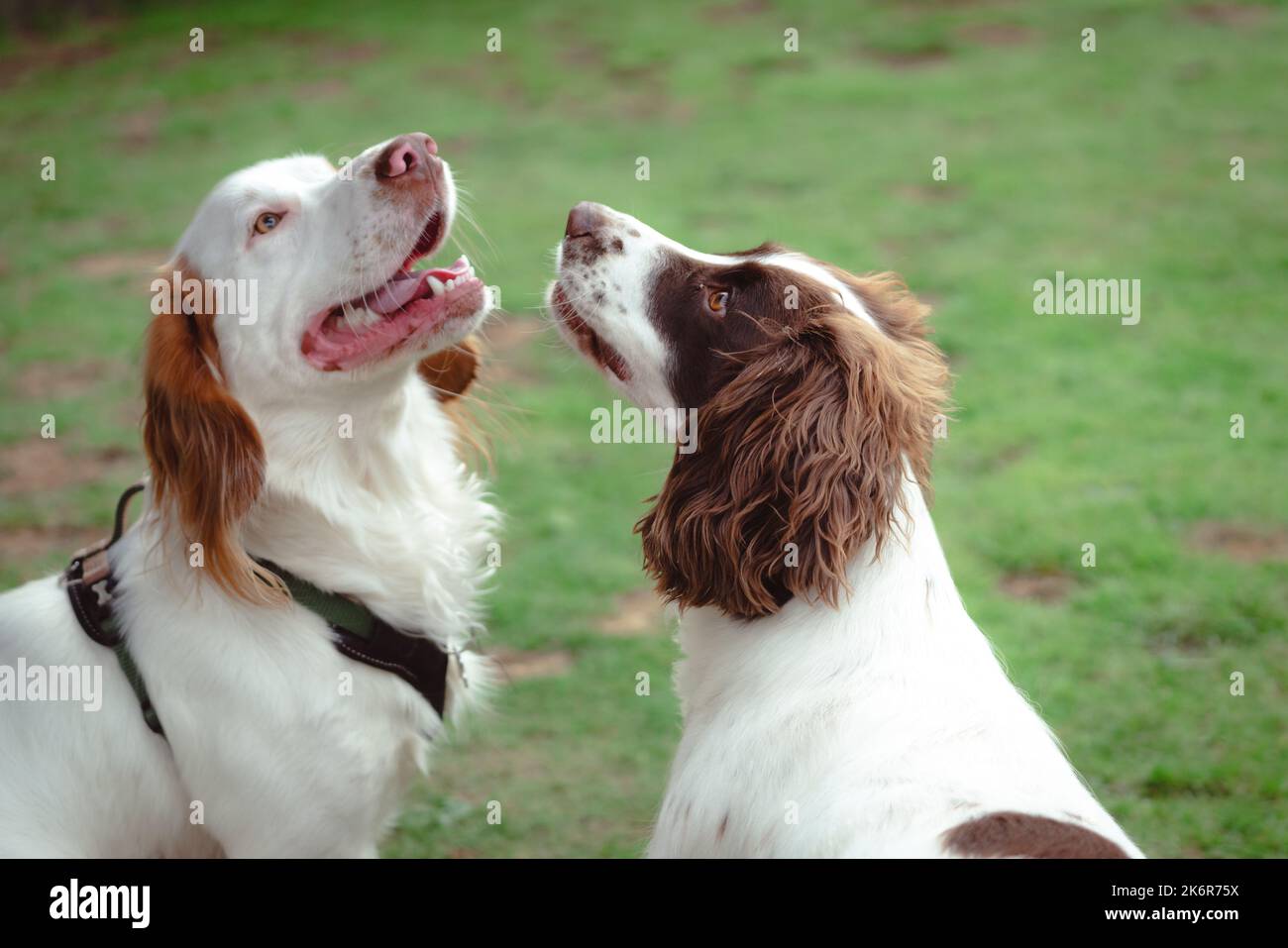 Springer Spaniels love to have fun, and this collection of images ...