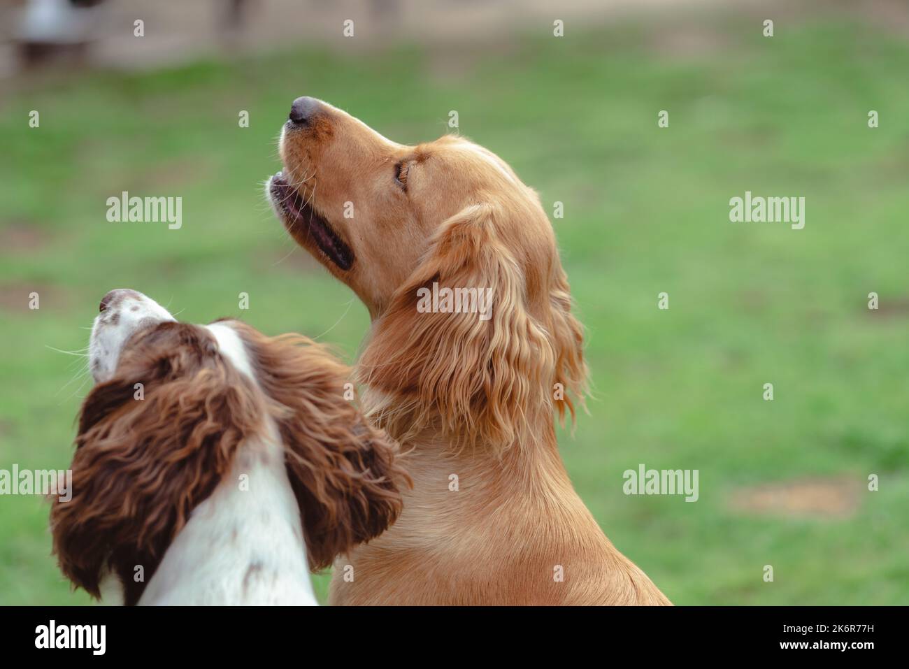 Springer Spaniels love to have fun, and this collection of images ...
