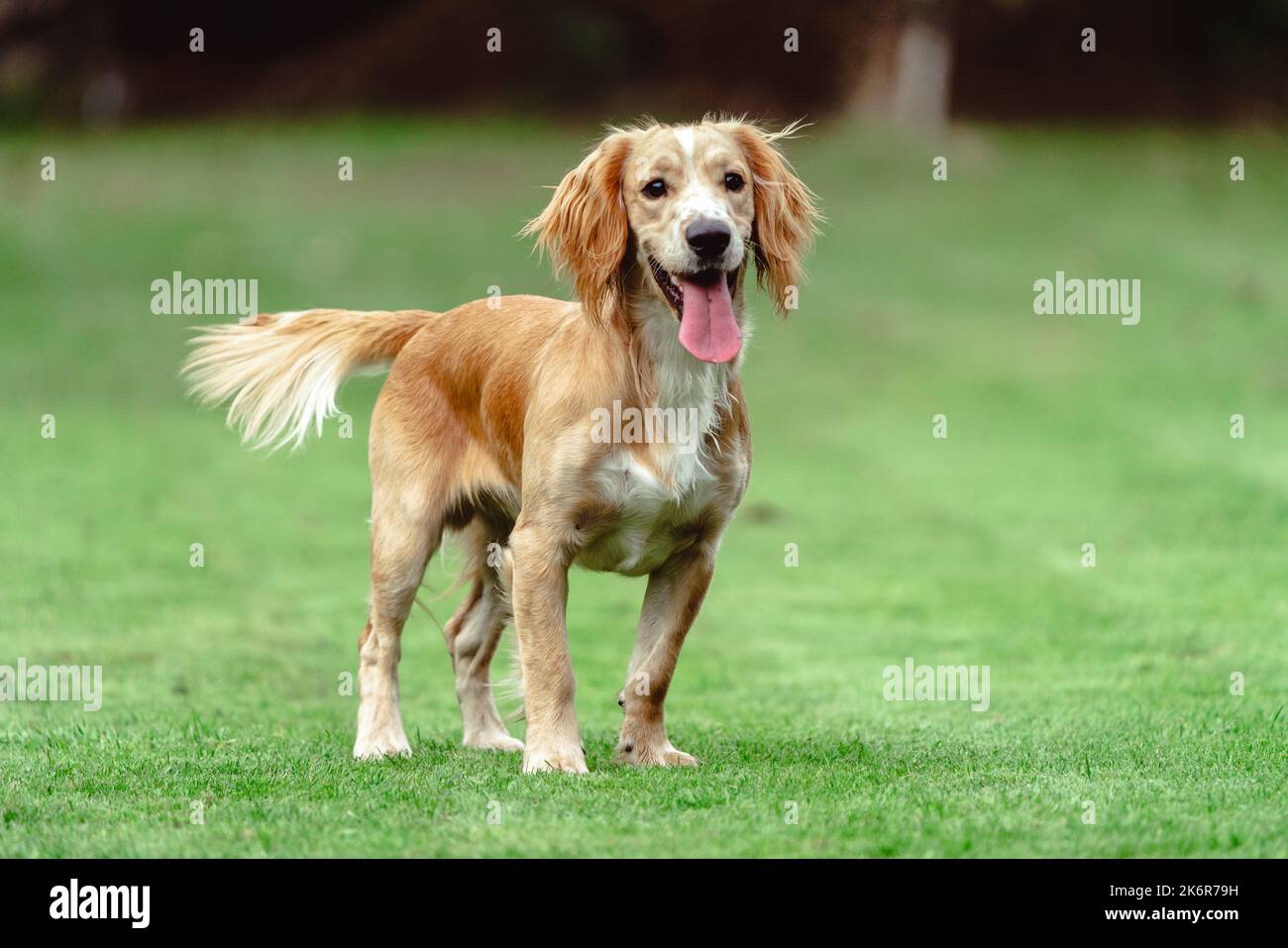 Springer Spaniels love to have fun, and this collection of images ...