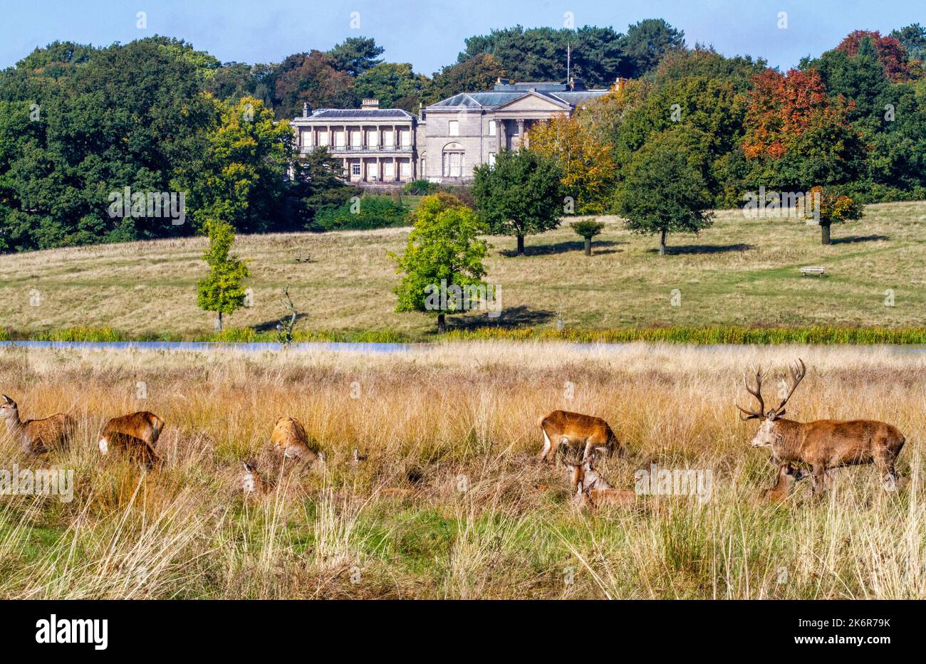 Red deer Cervus elaphus during rutting season in the national trusts ...