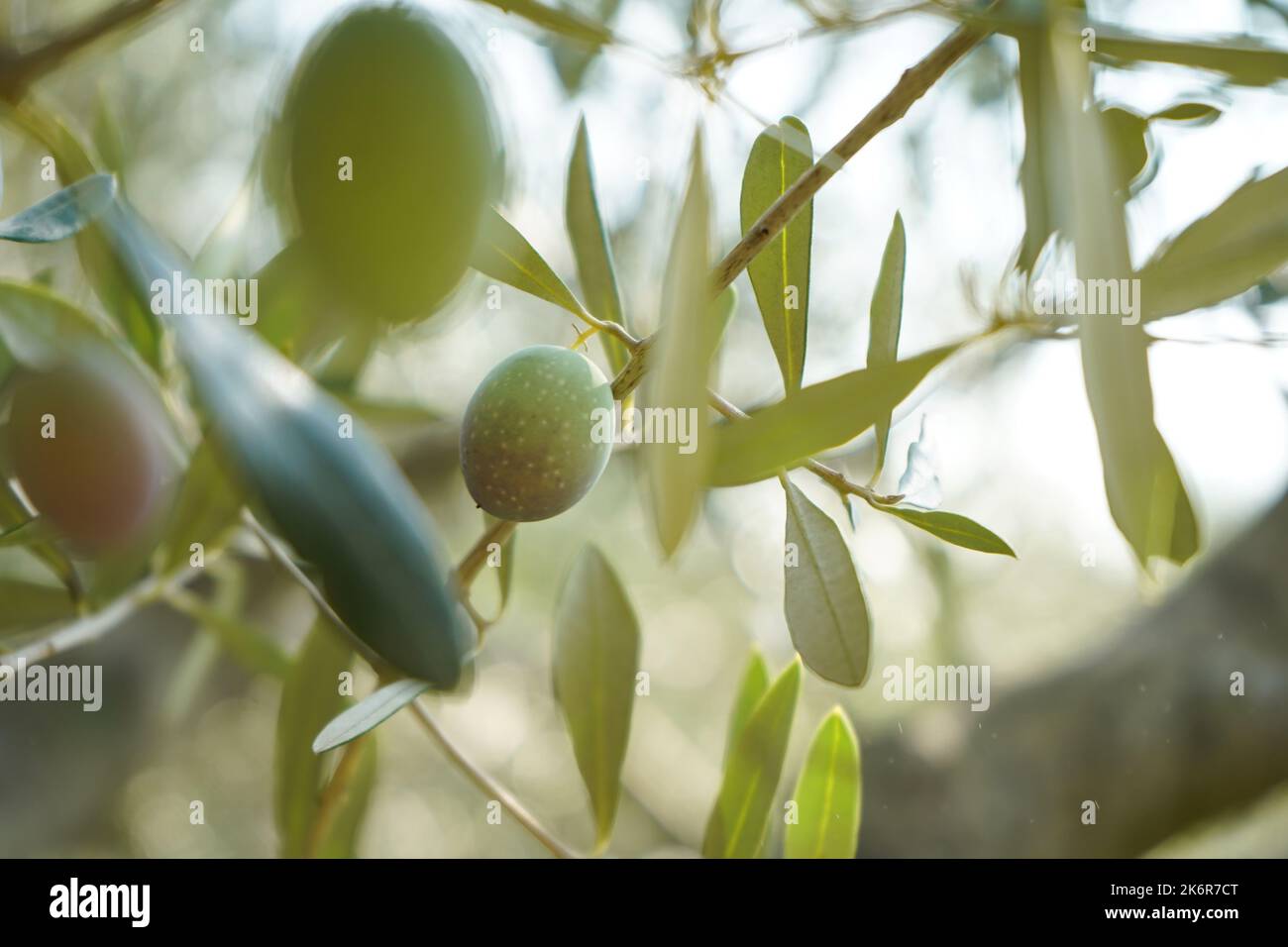 Olive tree with leaves and olives, natural sunny agricultural food ...