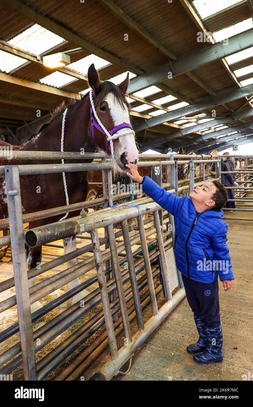 Aging horse mare Banque de photographies et d’images à haute résolution ...