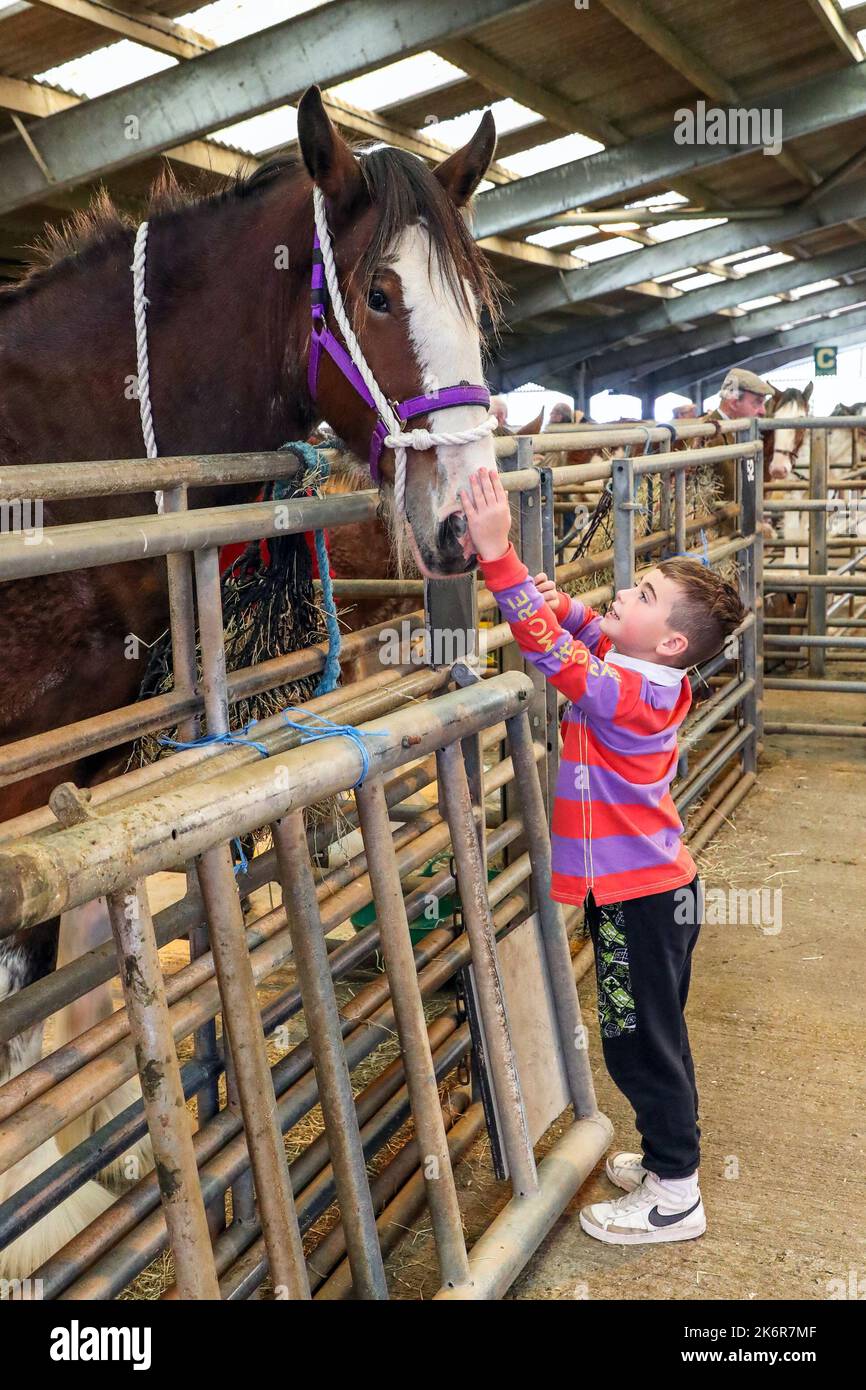 Aging horse mare Banque de photographies et d’images à haute résolution ...