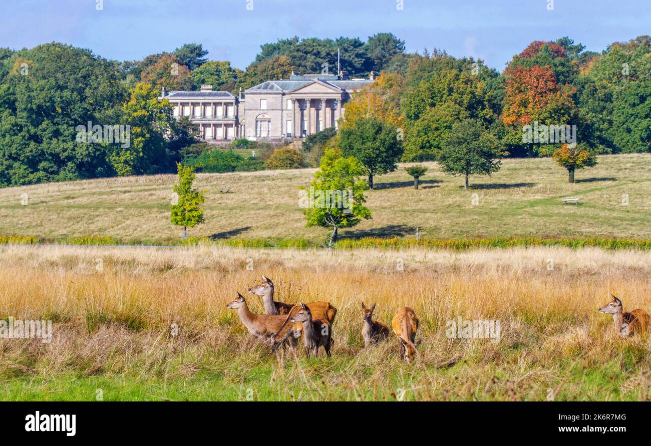 Red deer Cervus elaphus during rutting season in the national trusts ...