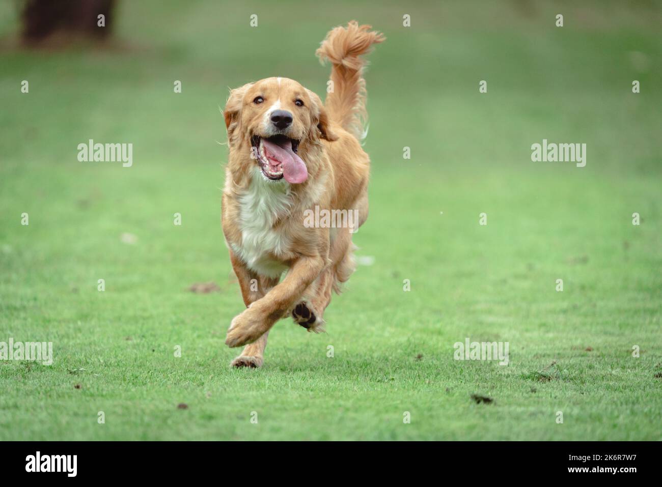Springer Spaniels love to have fun, and this collection of images ...