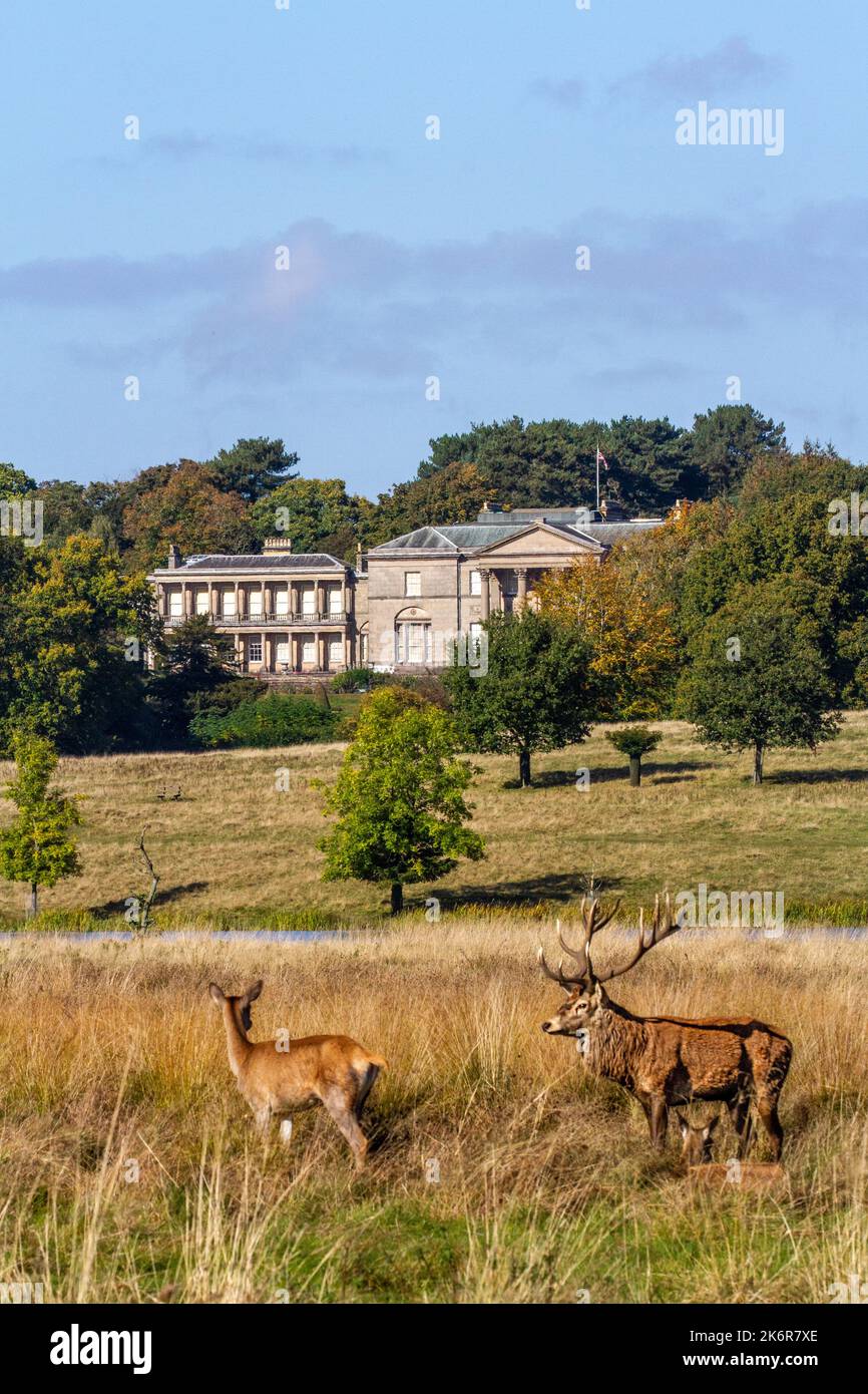 Red deer Cervus elaphus during rutting season in the national trusts ...