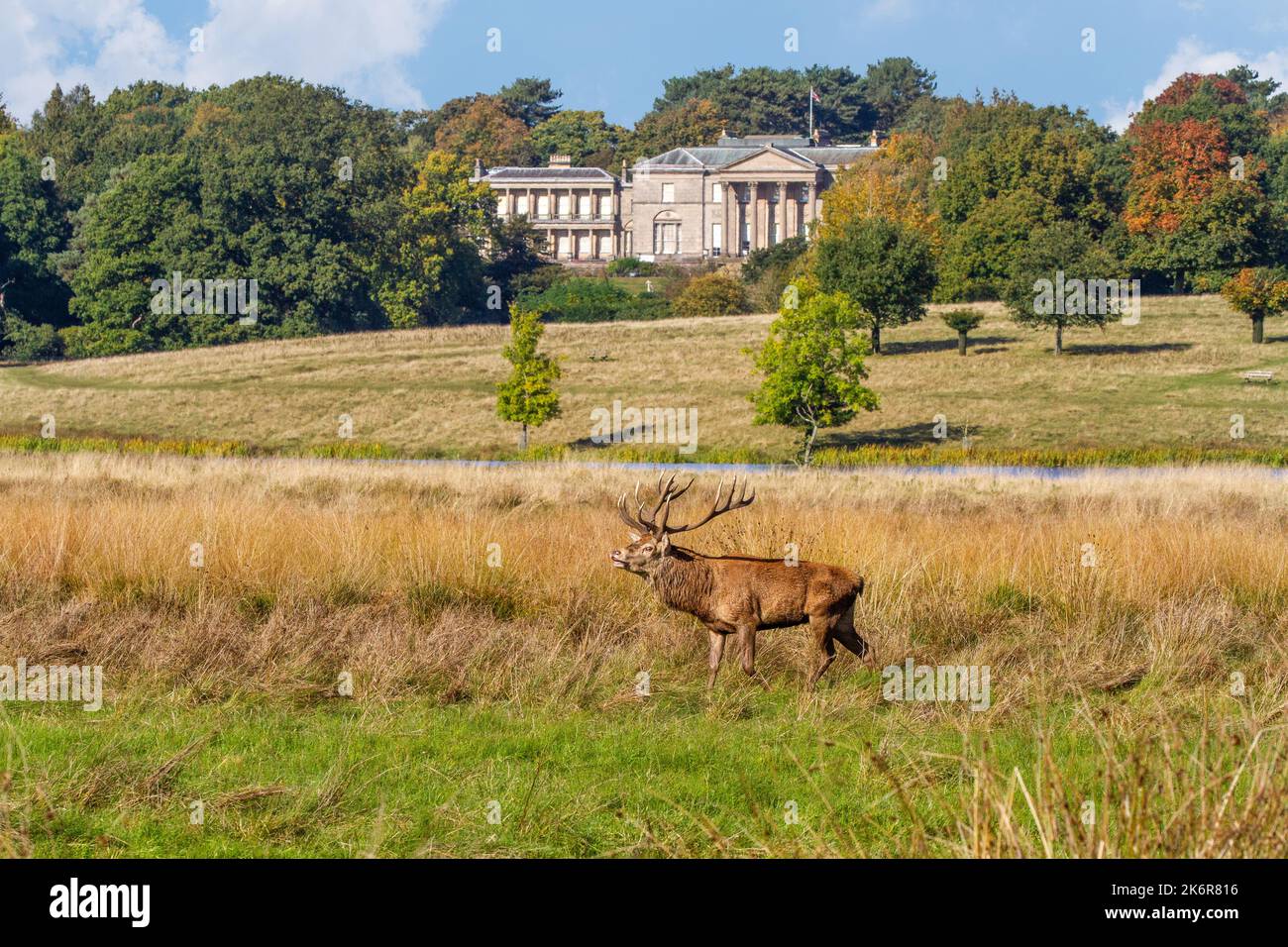 Red deer Cervus elaphus during rutting season in the national trusts ...