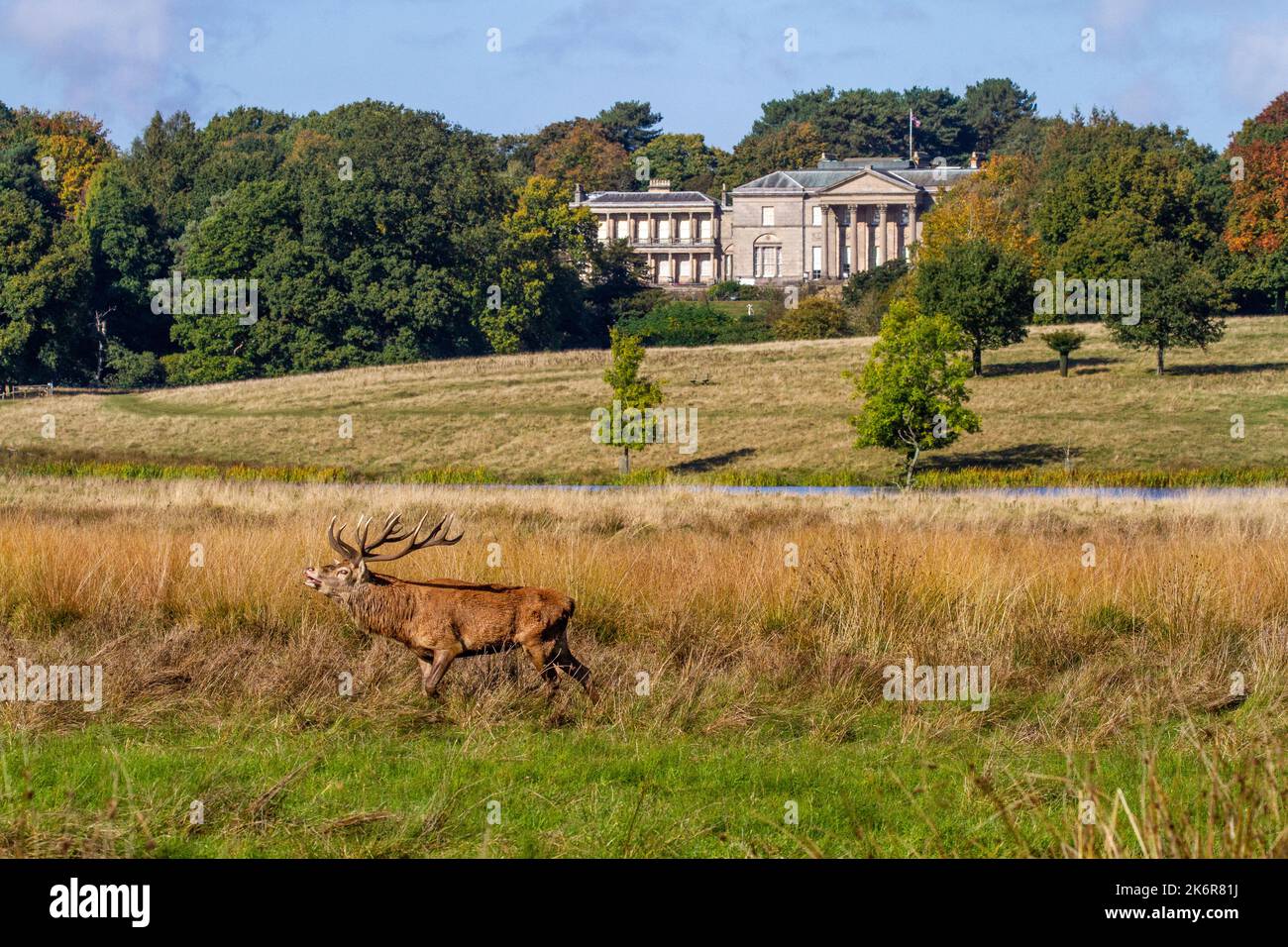 Red deer Cervus elaphus during rutting season in the national trusts ...
