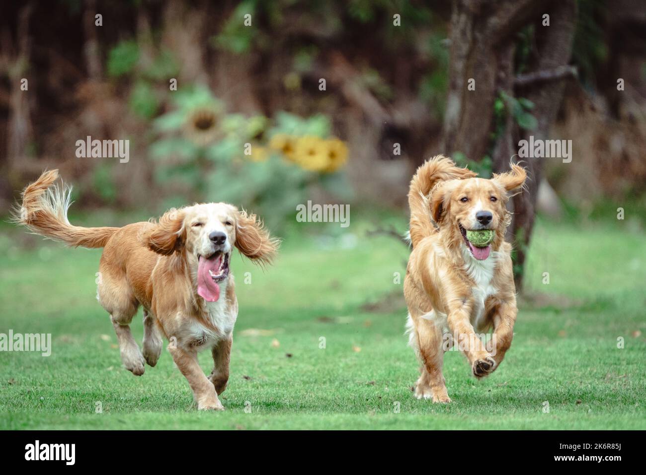 Springer Spaniels love to have fun, and this collection of images ...