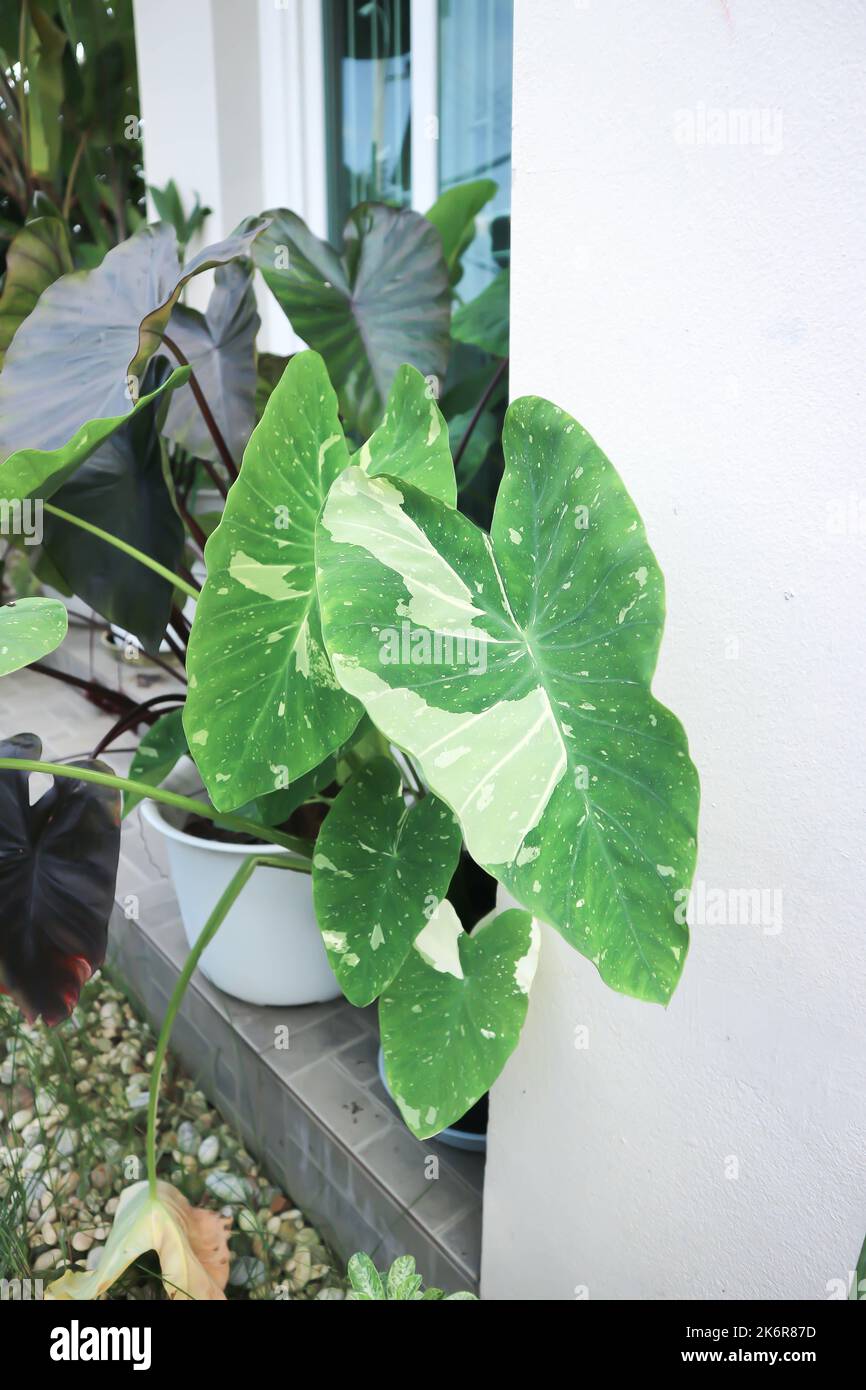 Colocasia or alocasia milky way, Colocasia Milky Way or colocasia ...