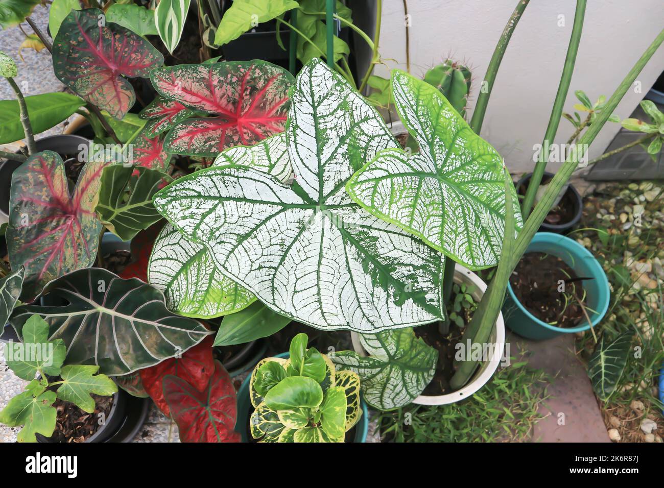 angel wing caladium or candidum ,Caladium bicolor or Araceae and ...