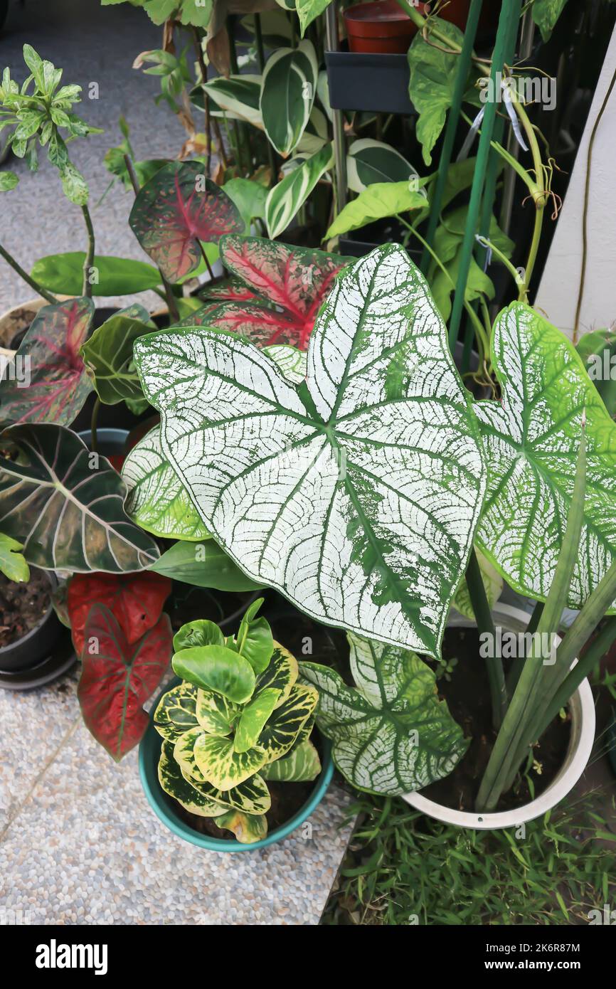 angel wing caladium or candidum ,Caladium bicolor or Araceae and ...