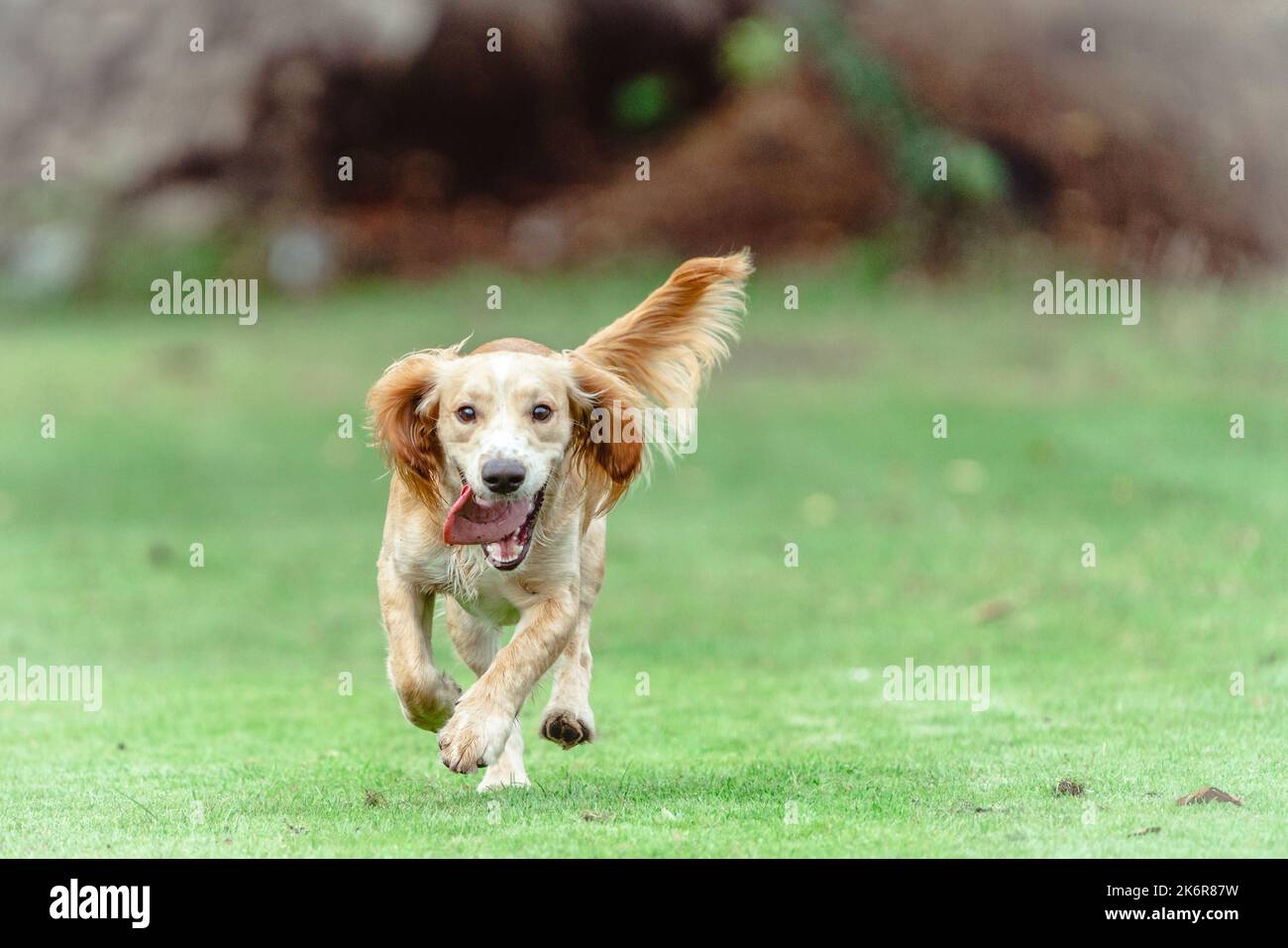 Springer Spaniels love to have fun, and this collection of images ...