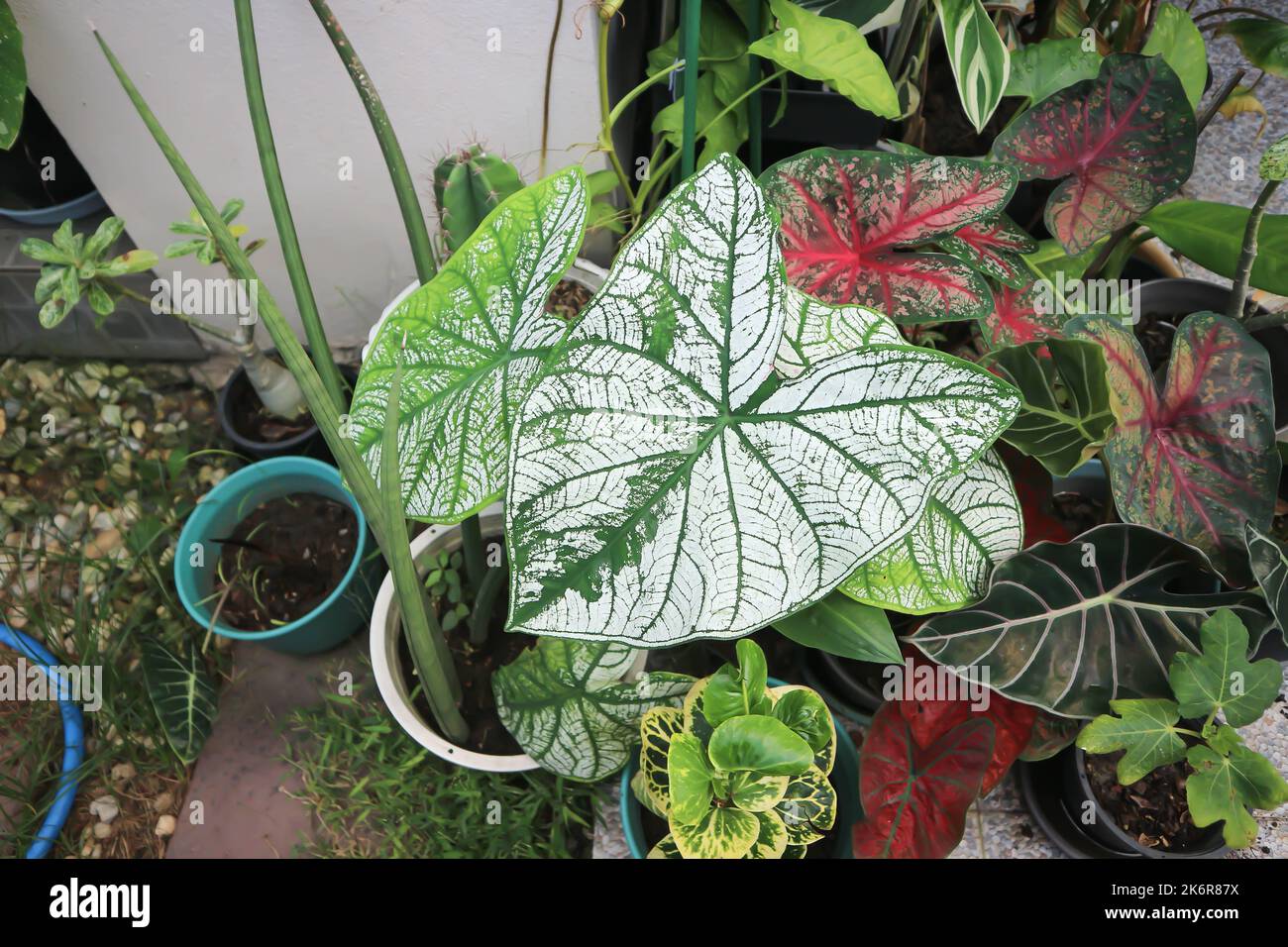 angel wing caladium or candidum ,Caladium bicolor or Araceae and ...