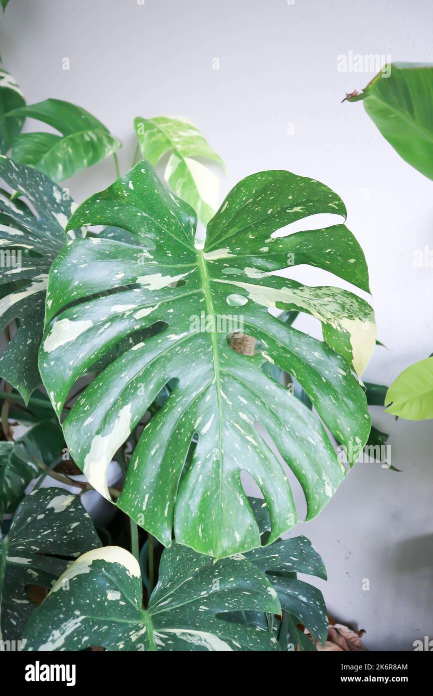 monstera thai constellation or Monstera, Hurricane plant or Swiss ...
