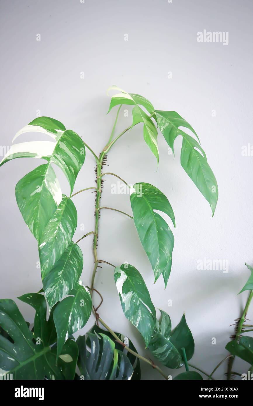 Epipremnum, Epipremnum Pinnatum Variegata or Epipremnum pinnatum ...