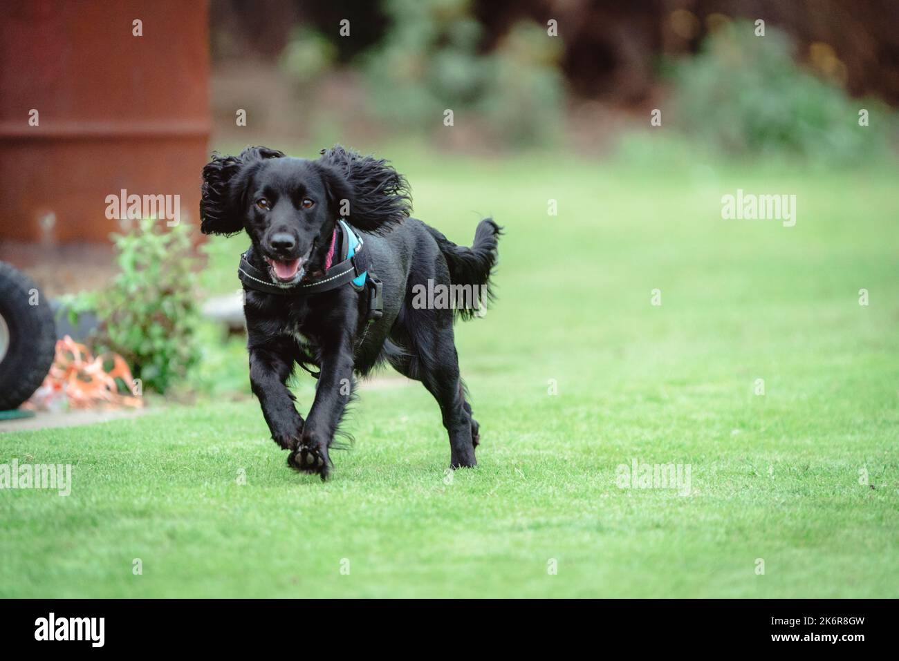 Springer Spaniels love to have fun, and this collection of images ...