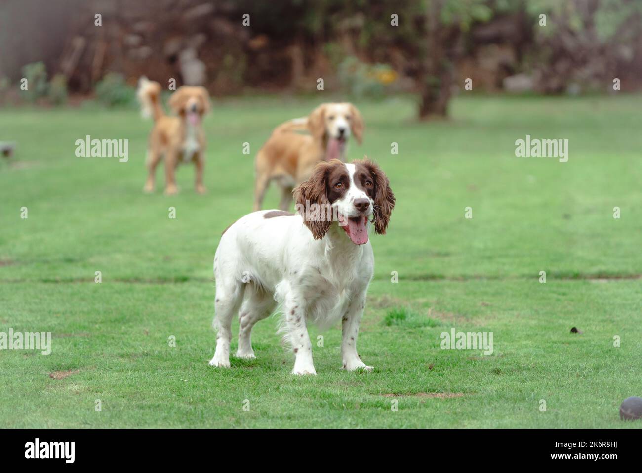 Springer Spaniels love to have fun, and this collection of images ...