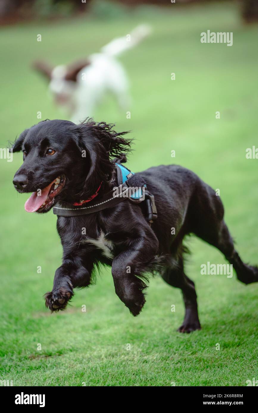 Springer Spaniels love to have fun, and this collection of images ...