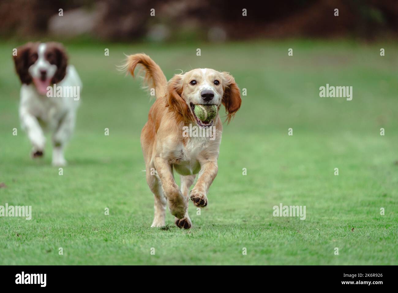 Springer Spaniels love to have fun, and this collection of images ...