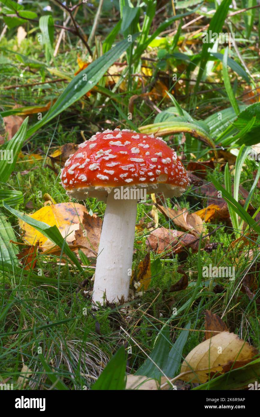 Fly Agaric, Amanita muscaria, Mushroom UK Stock Photo - Alamy