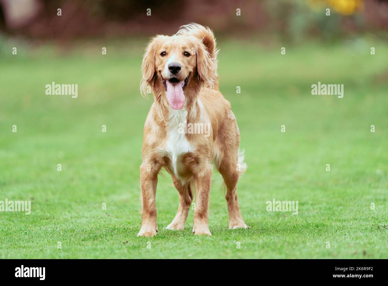 Springer Spaniels love to have fun, and this collection of images ...