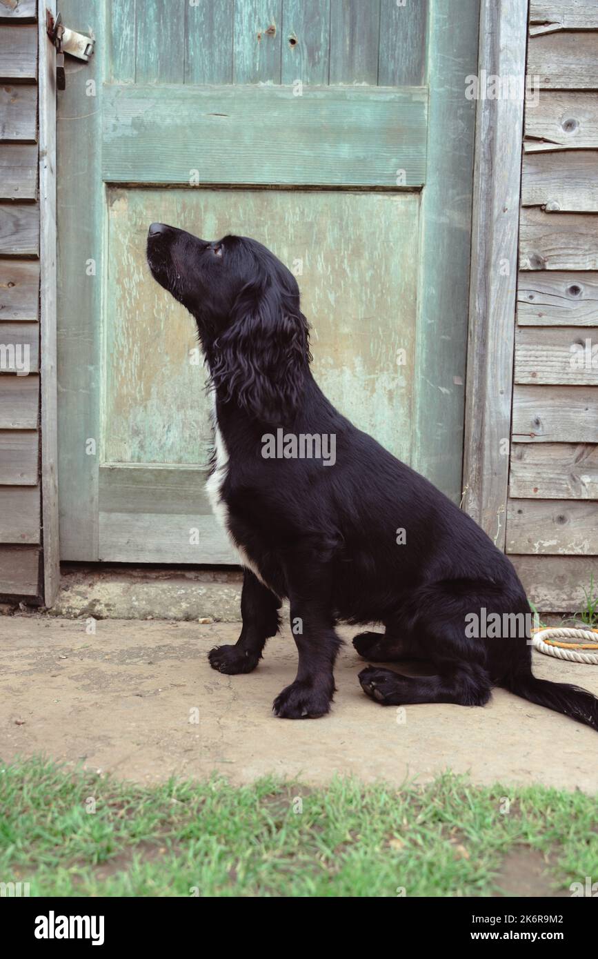 Springer Spaniels love to have fun, and this collection of images ...