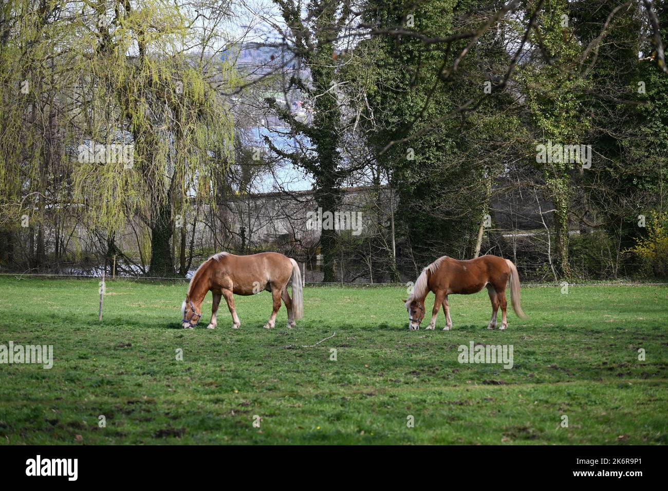 Horses pferde weide wiese meadow trees lake nature caballos arboles hi ...