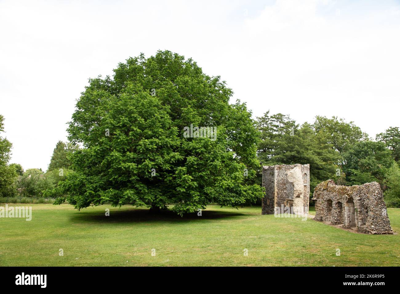 The Abbey Ruins in bury st edmunds park grounds was once one of the ...